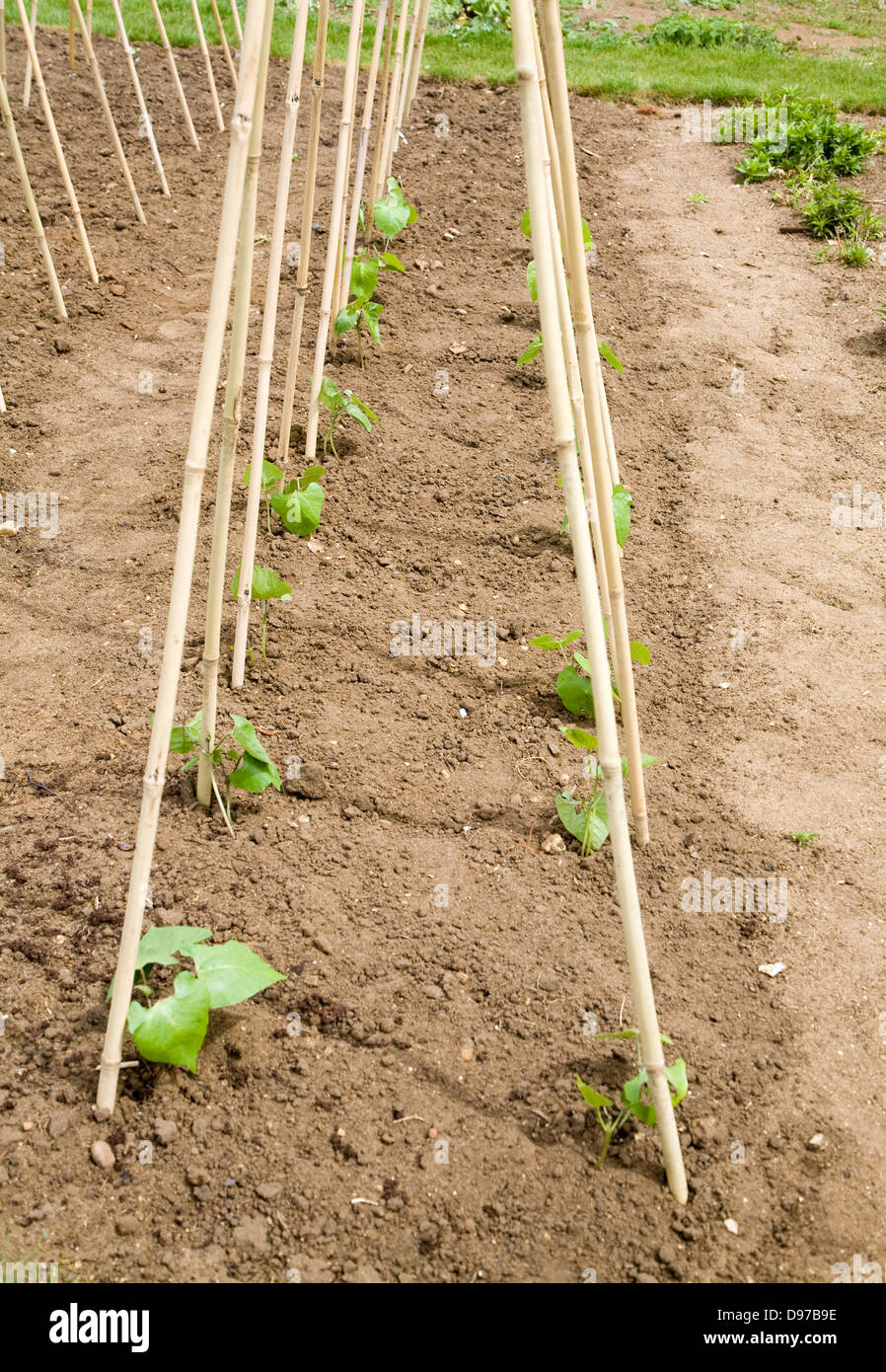 Runner bean plants and supporting canes allotment garden, Shottisham ...