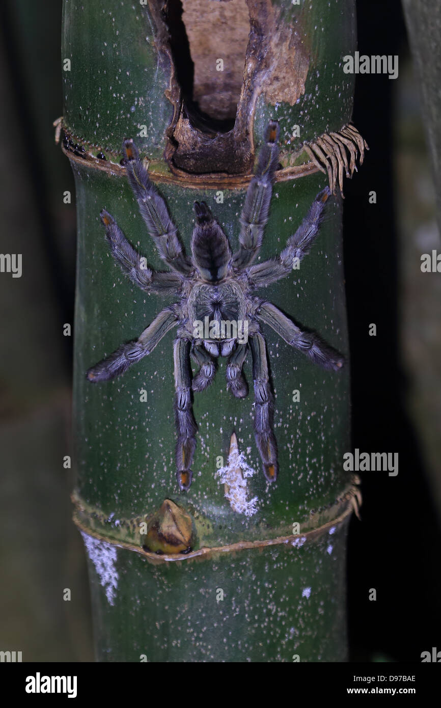 Trinidad Chevron Tarantula (Psalmopoeus cambridgei Stock Photo - Alamy