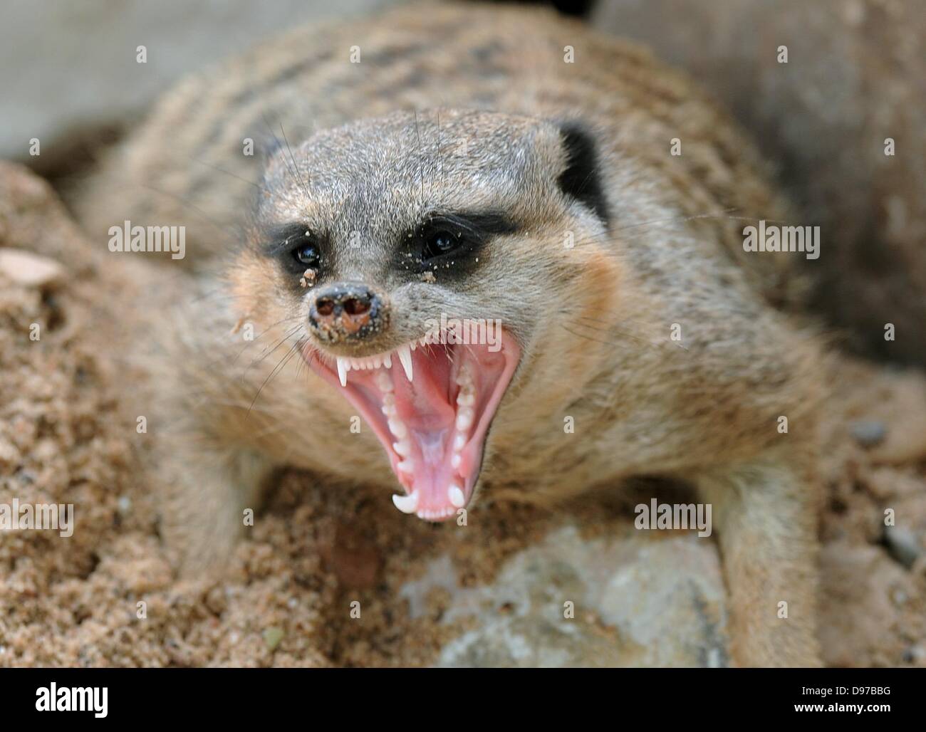 Hofgeismar, Germany. 13th June, 2013. A meerkat shows its teeth while ...