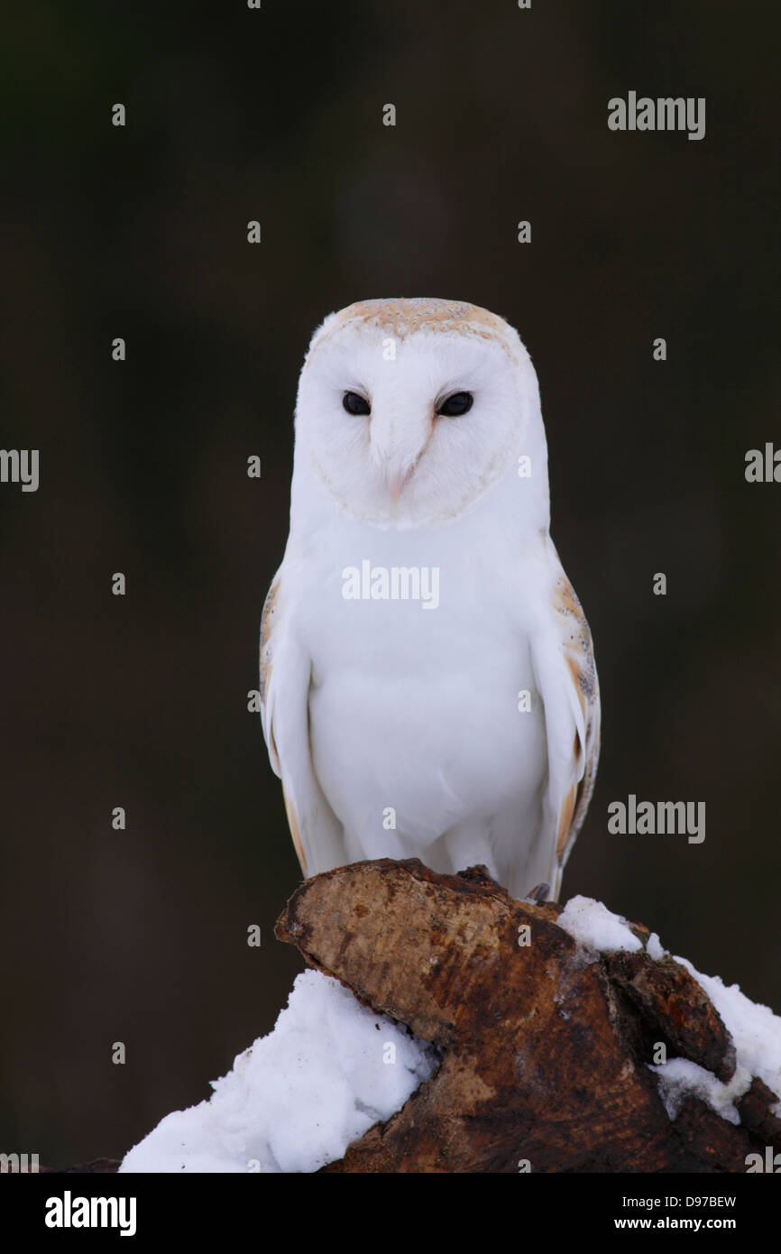 Barn Owl (Tyto alba) adult male, perched on post, in snow, North ...