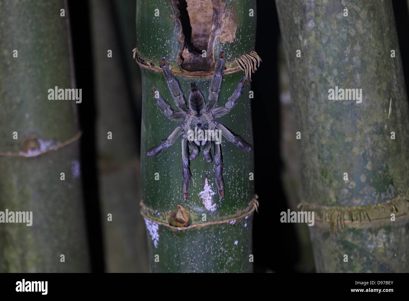 Trinidad Chevron Tarantula (Psalmopoeus cambridgei Stock Photo - Alamy