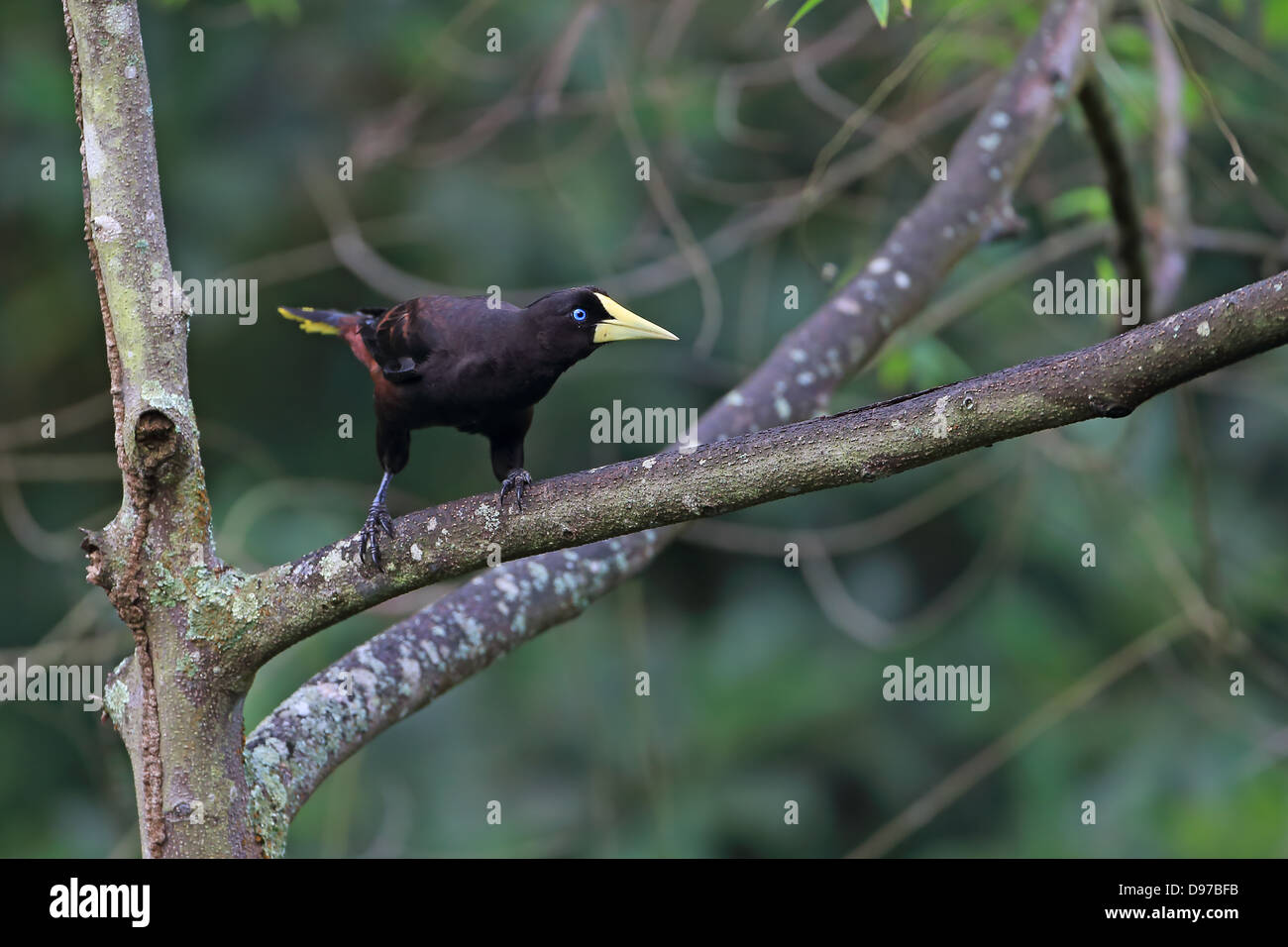 Crested Oropendola (Psarocolius decumanus Stock Photo - Alamy