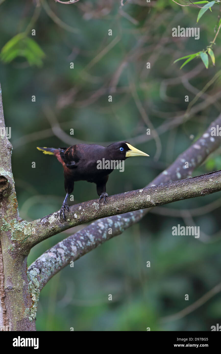 Crested Oropendola (Psarocolius decumanus Stock Photo - Alamy