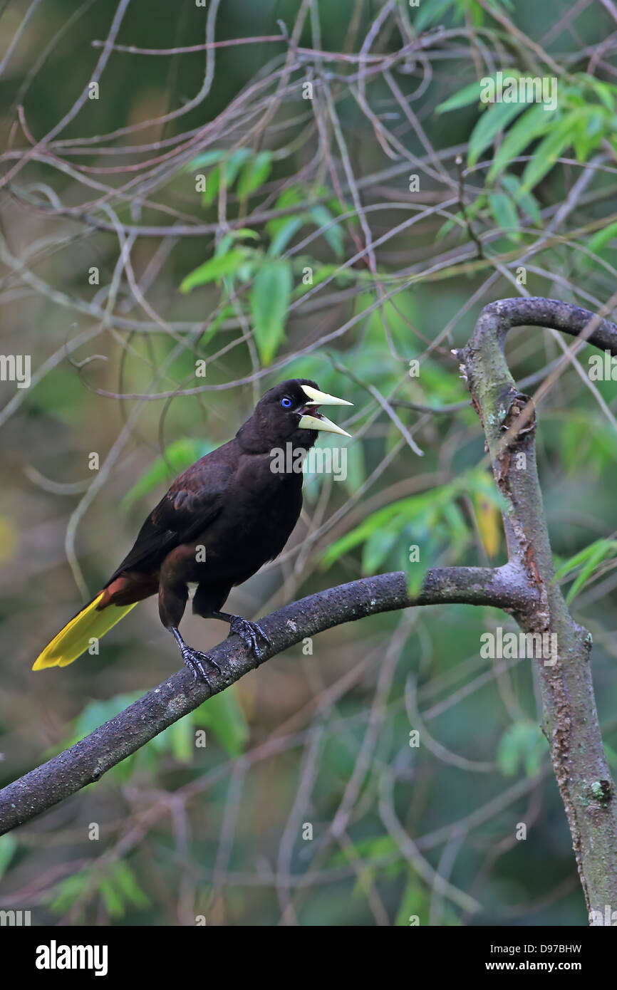 Crested Oropendola (Psarocolius decumanus Stock Photo - Alamy