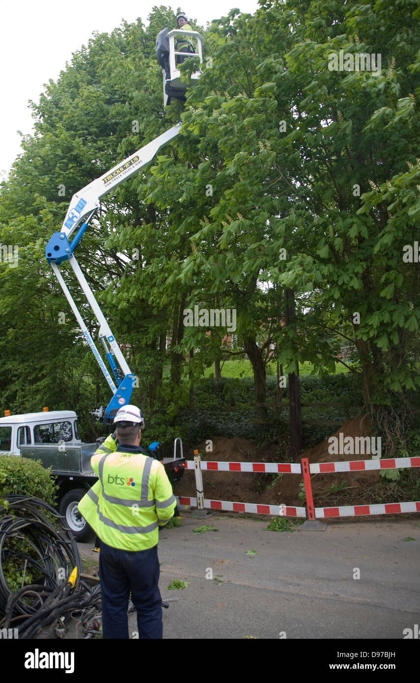 Man in platform of cherry picker crane working in tree-tops, Shottisham ...