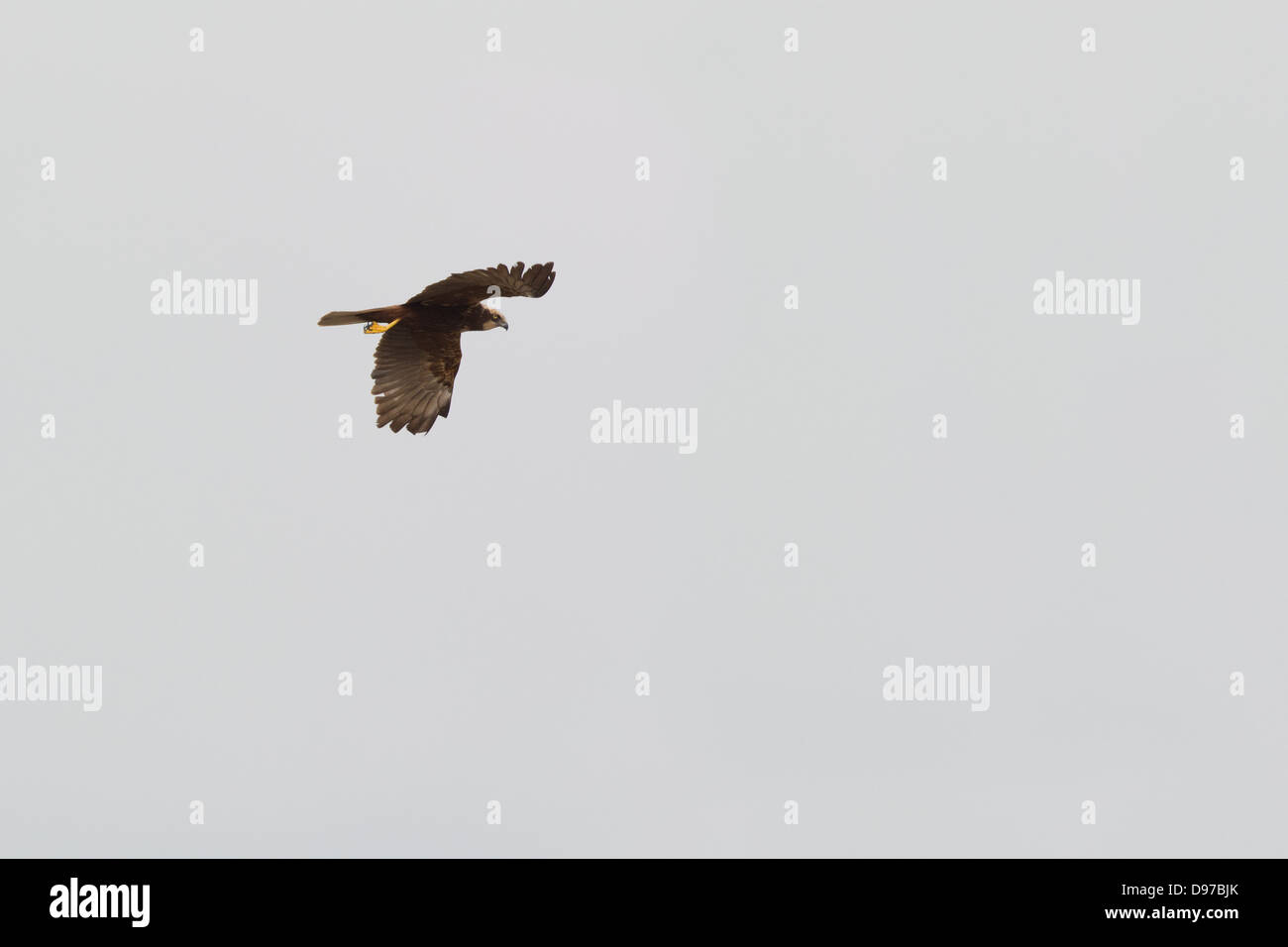 Marsh harrier female hi-res stock photography and images - Alamy