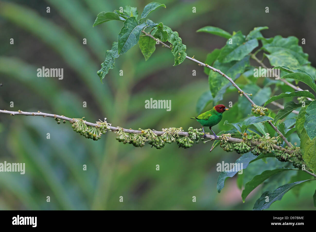 Bay-headed Tanager (Tangara gyrola Stock Photo - Alamy