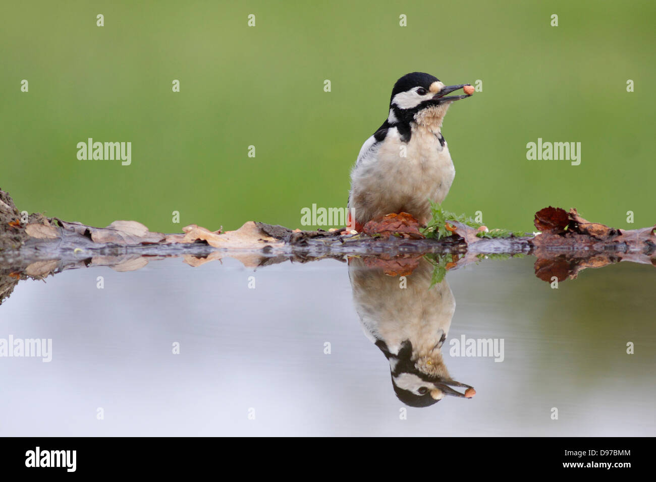 Female great spotted woodpecker water hi-res stock photography and ...