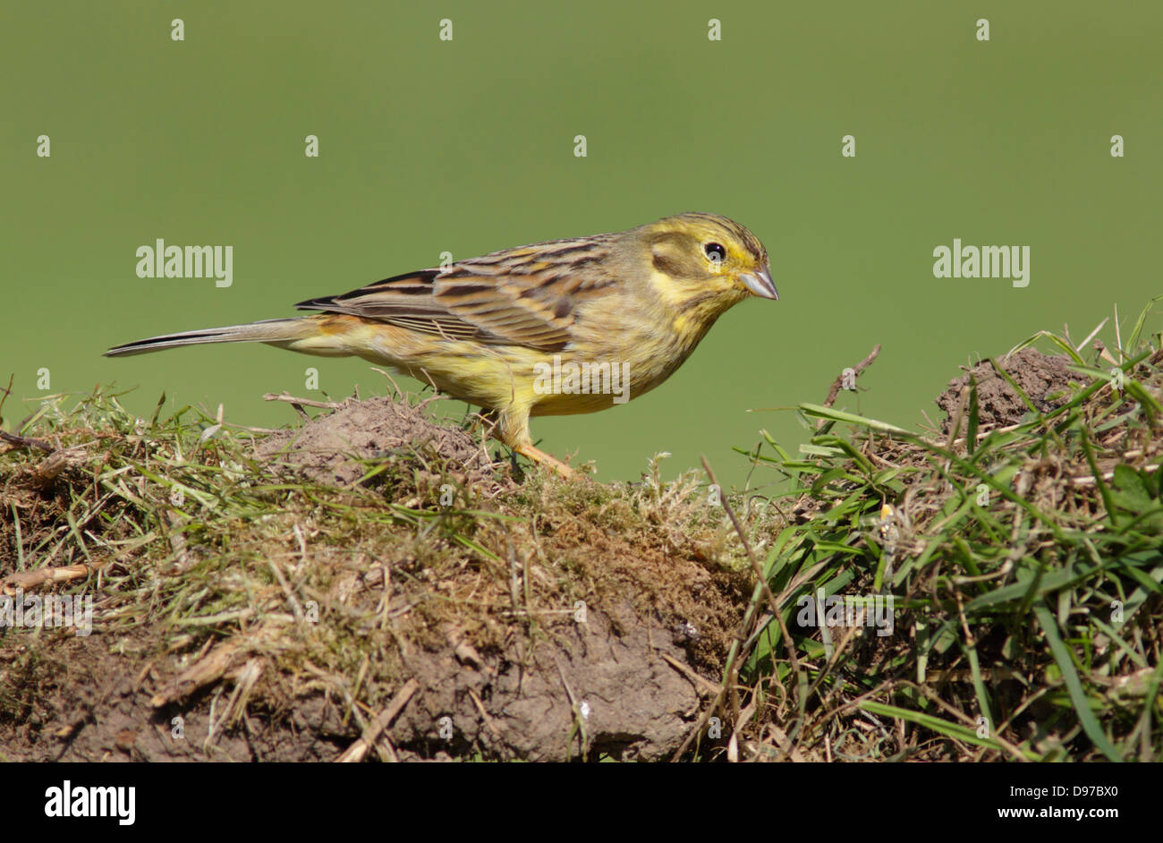 Yellowhammer (Emberiza citrinella) female on ground, farmland, West ...