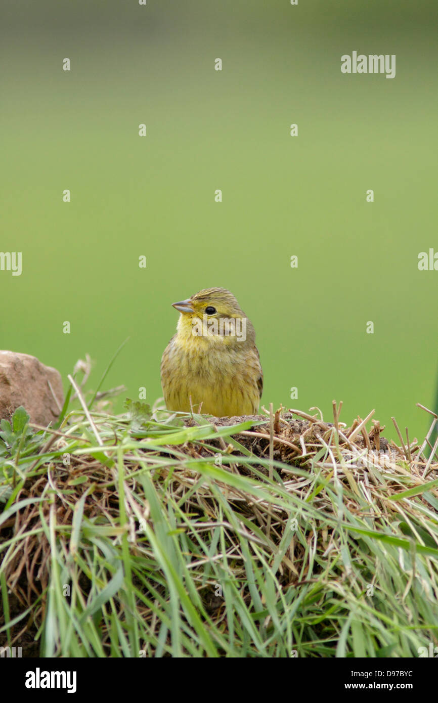 Female yellowhammer uk hi-res stock photography and images - Alamy