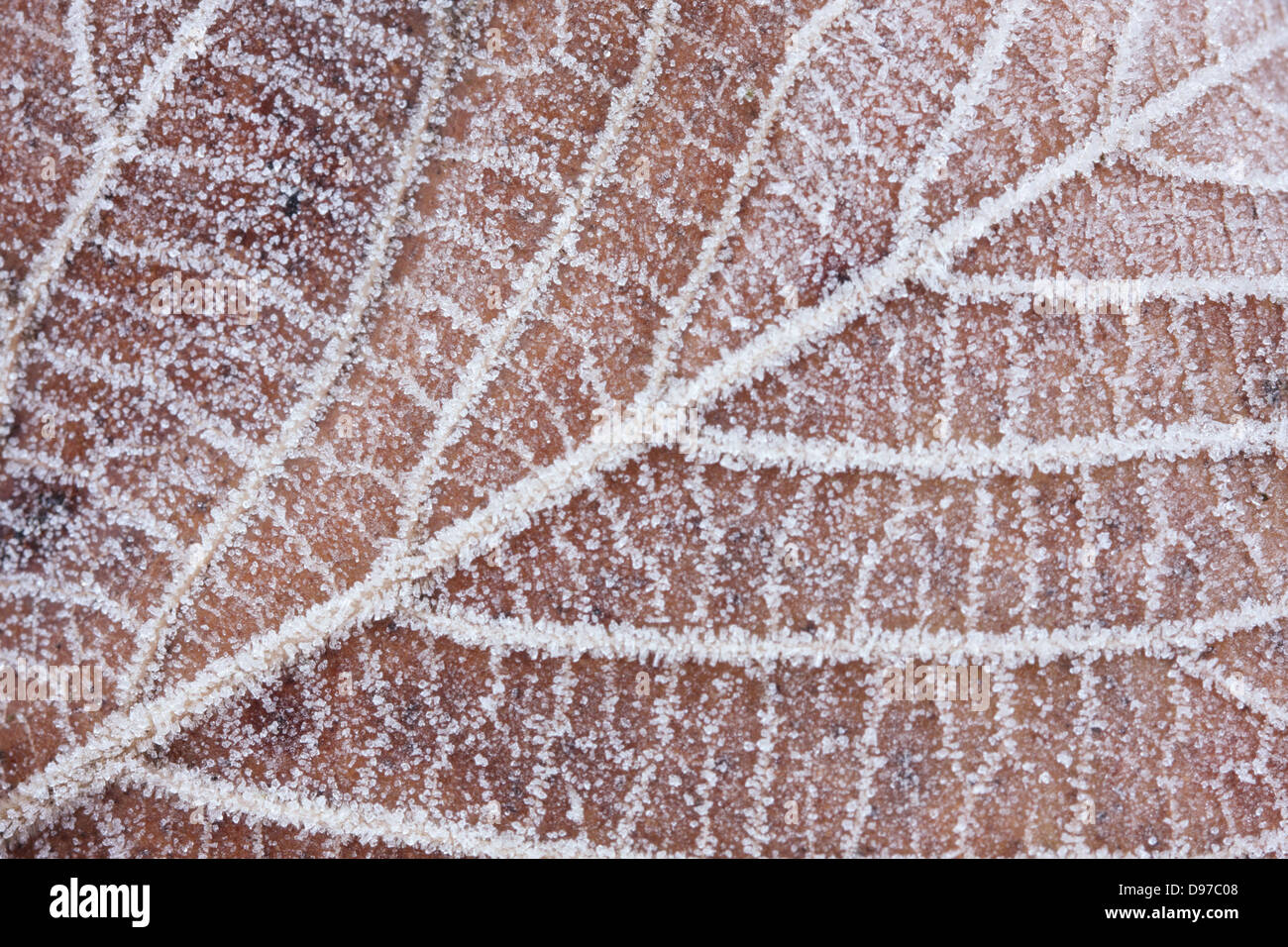 Macro of a frozen dead leaf during winter, at Thomastown Park, Merthyr ...
