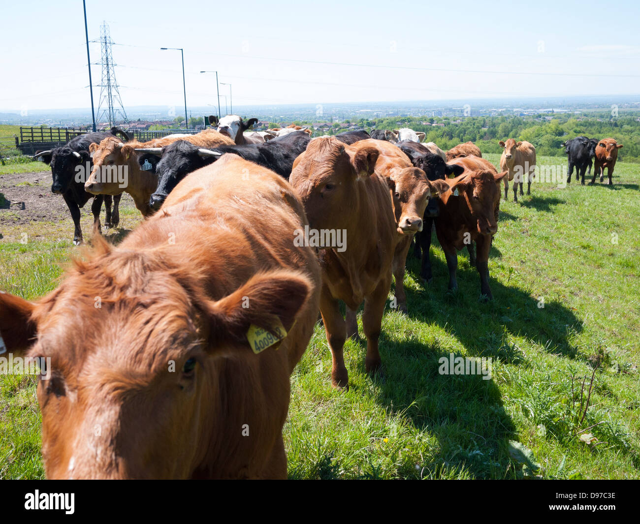Beef cattle herd field hi-res stock photography and images - Alamy