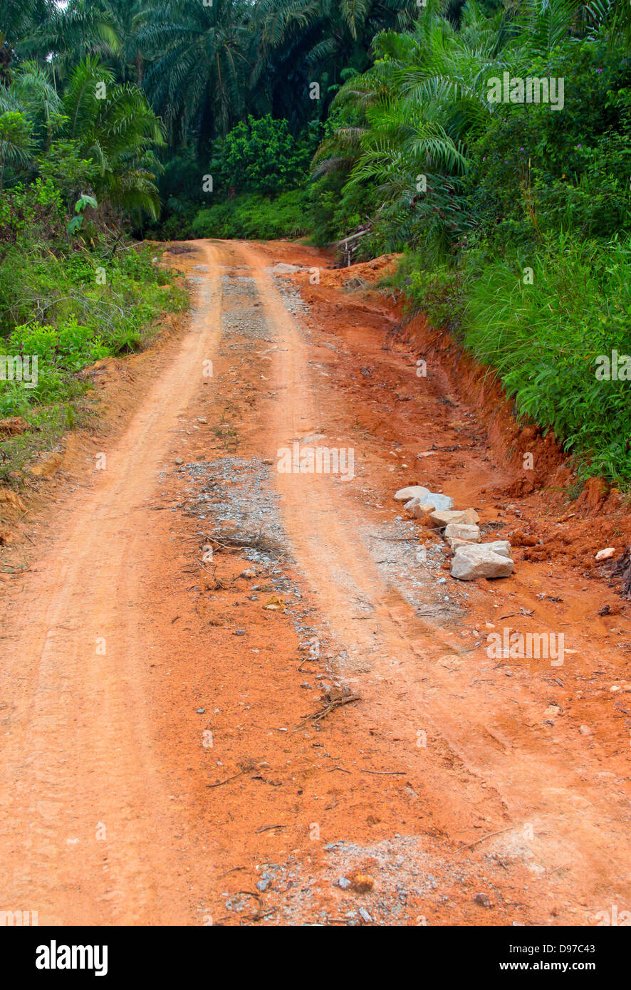 Dirt track leading into jungle Stock Photo - Alamy