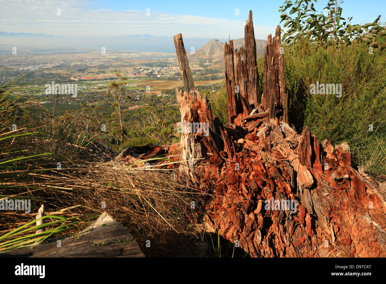 Decaying tree stump on the Table Mountain range overlooking Muizenberg ...