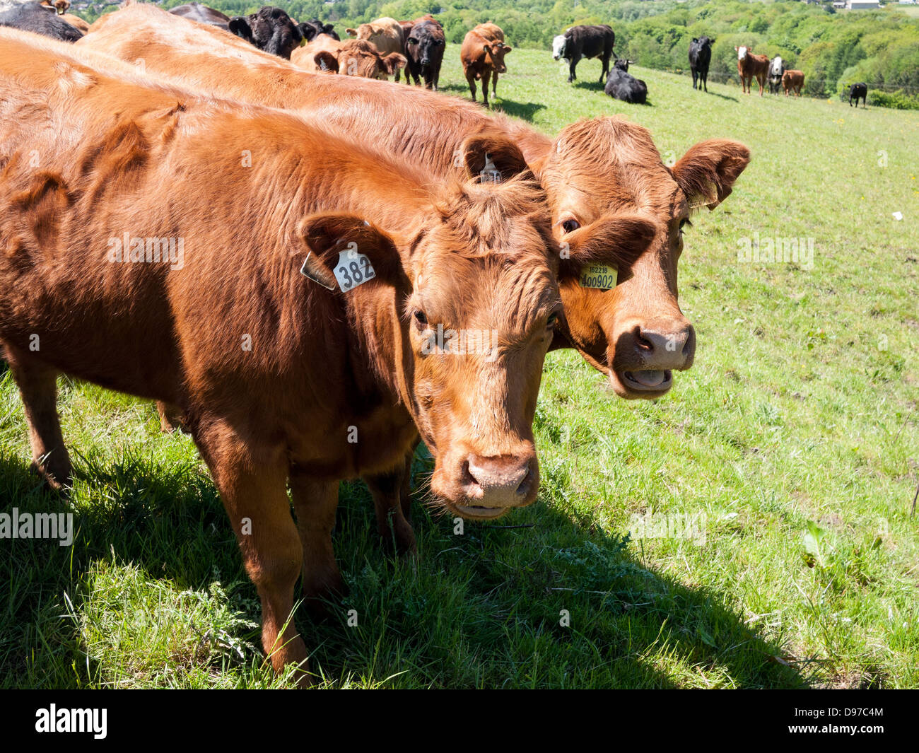 Beef Cattle in field, England, UK Stock Photo - Alamy