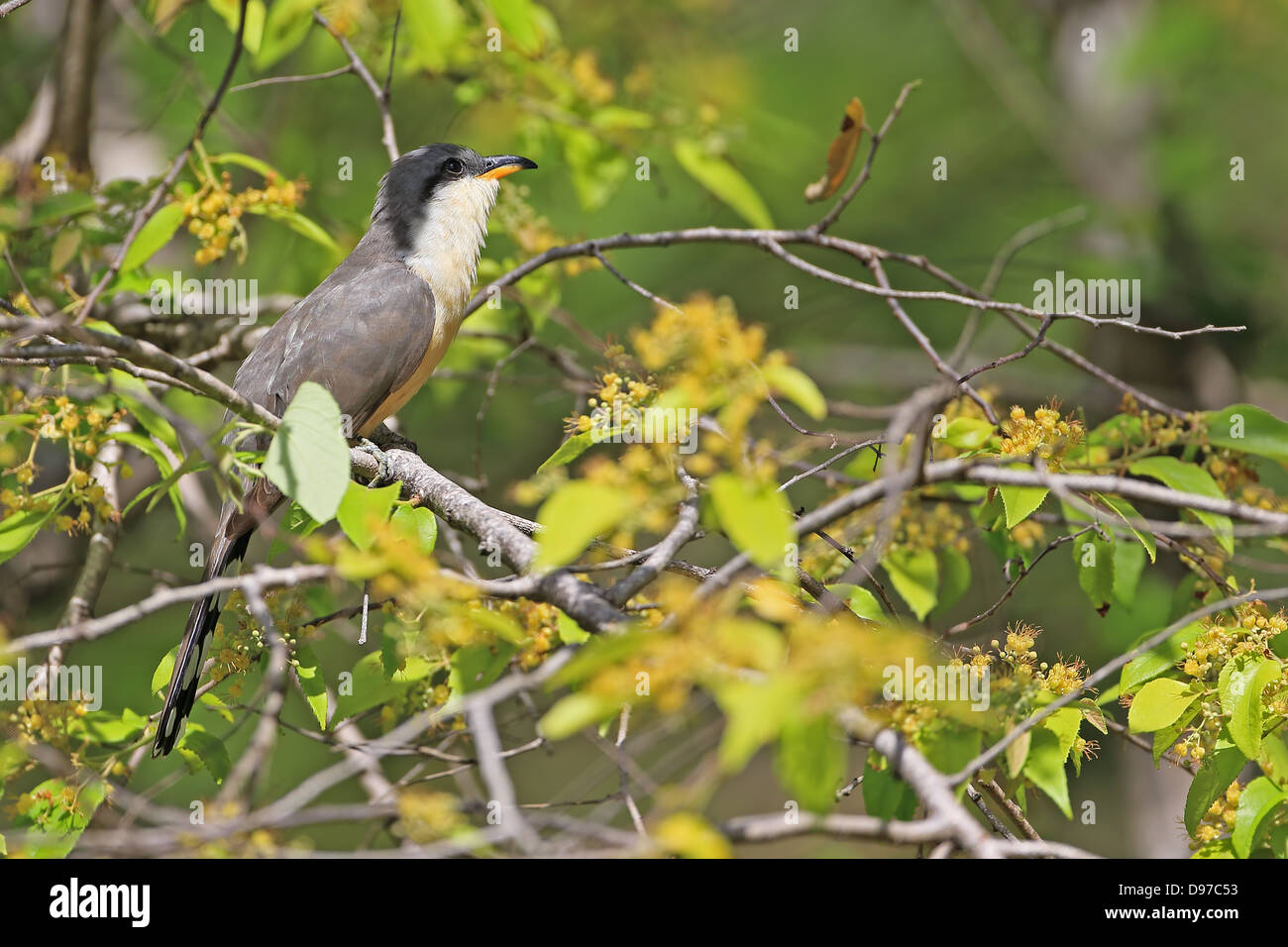 Mangrove Cuckoo (Coccyzus minor Stock Photo - Alamy