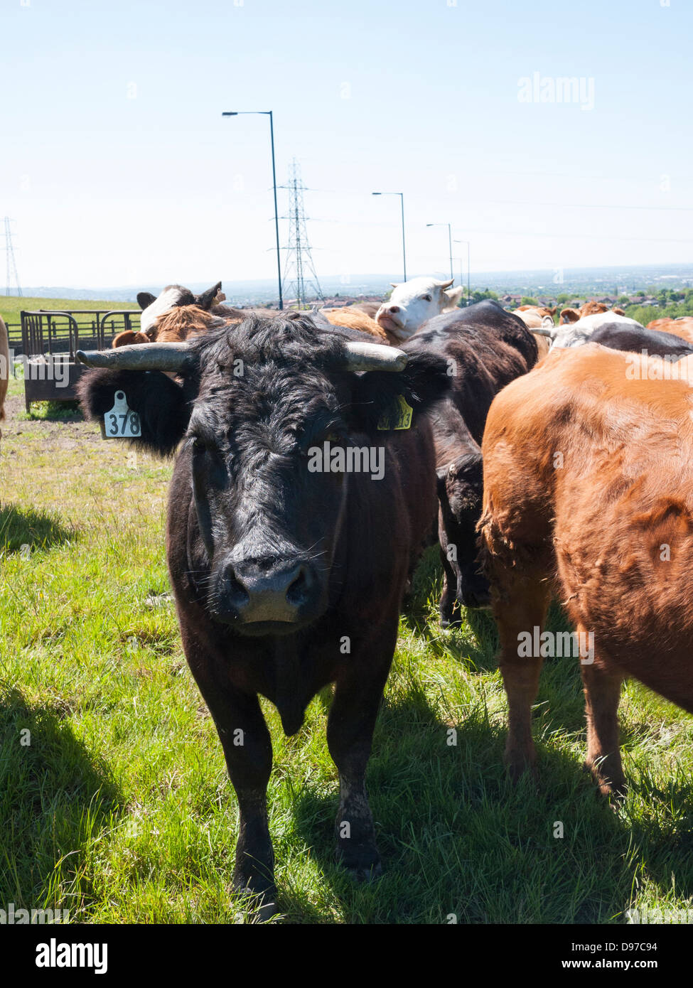 Beef Cattle in field, England, UK Stock Photo - Alamy