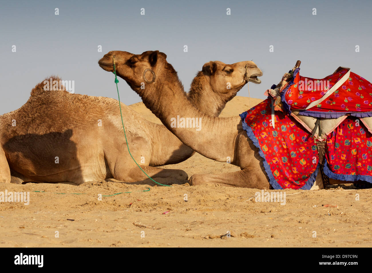 Two camels sitting, parallel, necks crossing in opposite directions ...