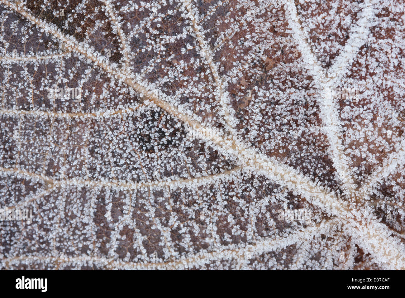 Macro of a frozen dead leaf during winter, at Thomastown Park, Merthyr ...