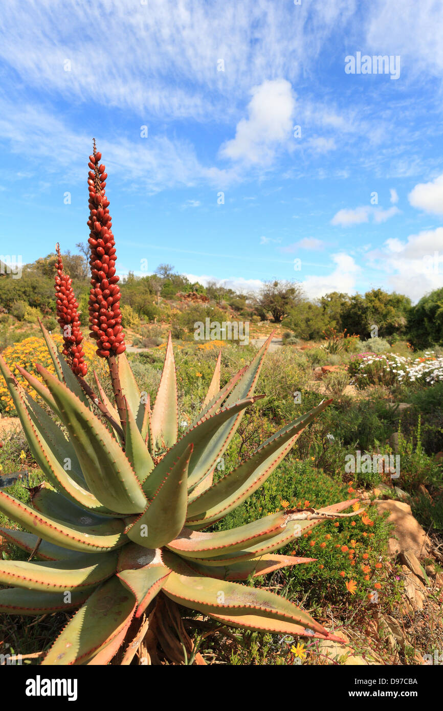 South African aloe species with ripe seed pods Stock Photo - Alamy