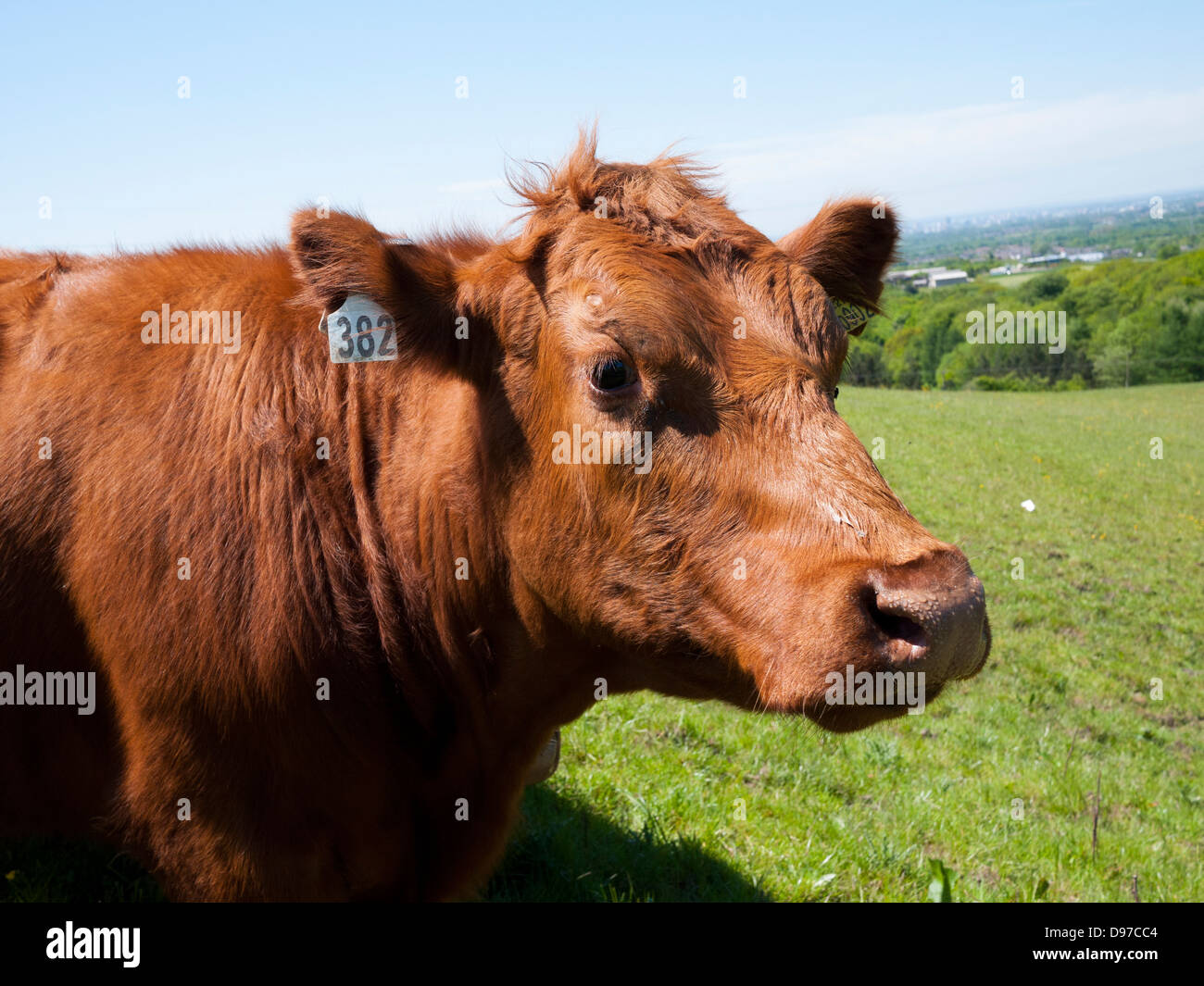 Beef cattle field hi-res stock photography and images - Alamy