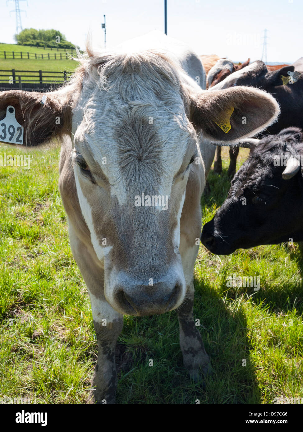 Beef cattle herd field hi-res stock photography and images - Alamy