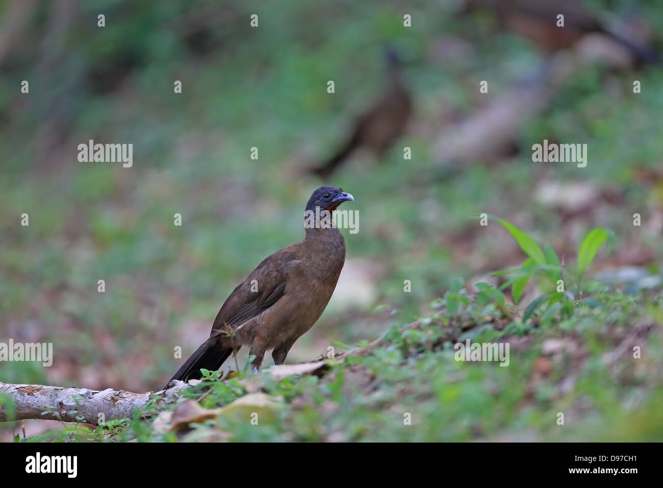 Ortalis ruficauda hi-res stock photography and images - Alamy