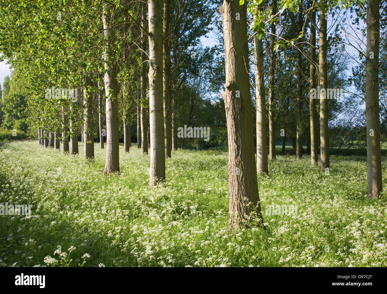 Aspen tree britain hi-res stock photography and images - Alamy