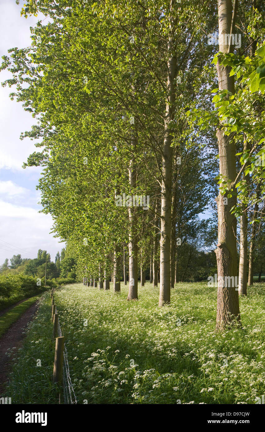 Aspen tree britain hi-res stock photography and images - Alamy