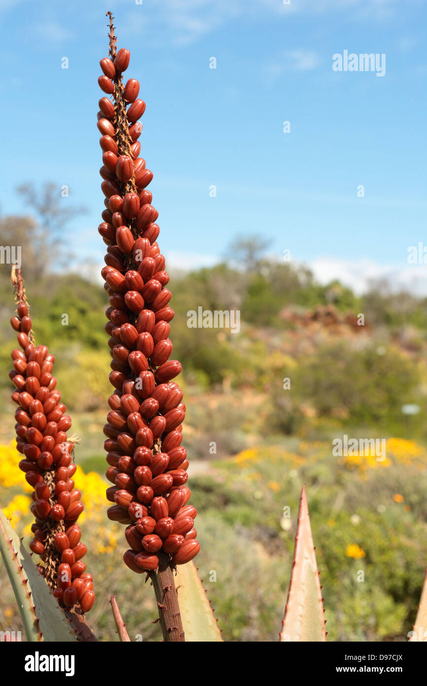 Ripe Seed Pods Stock Photos & Ripe Seed Pods Stock Images - Alamy