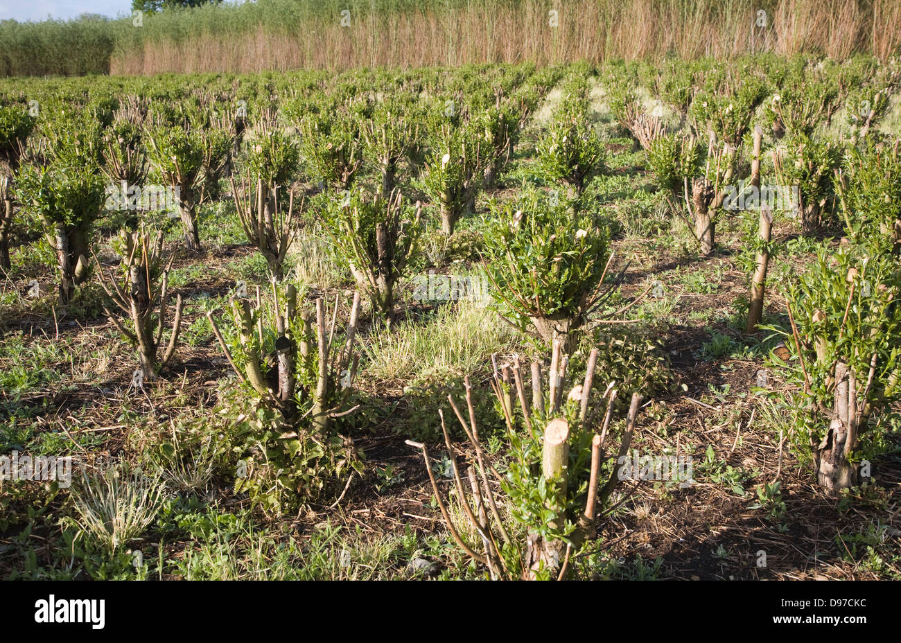 Cricket Bat Willows High Resolution Stock Photography and Images - Alamy