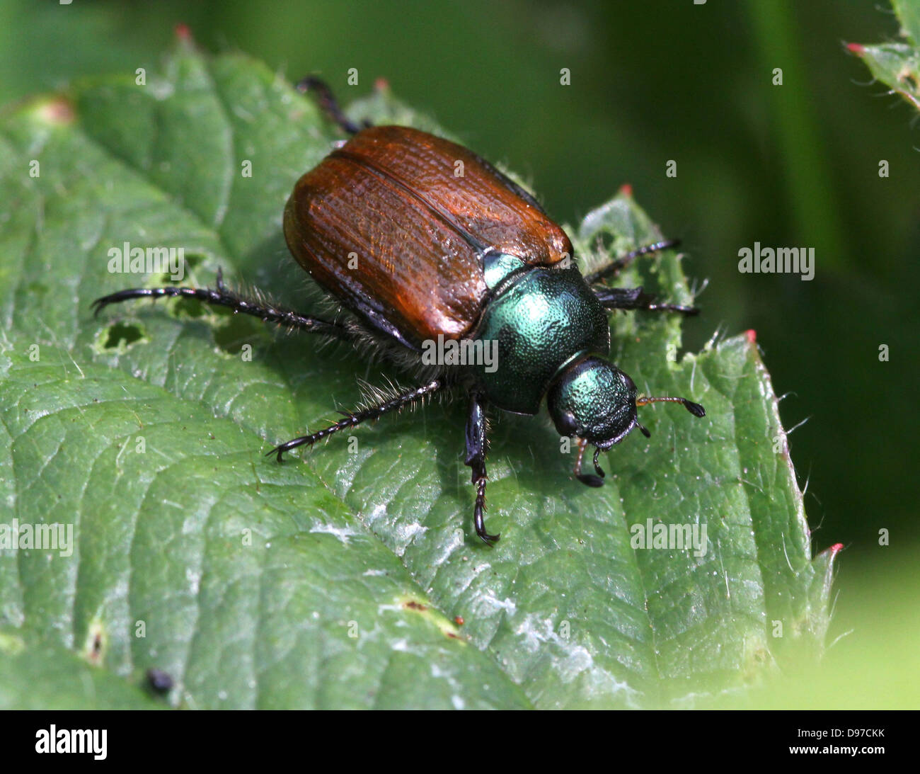 Anomala dubia hi-res stock photography and images - Alamy