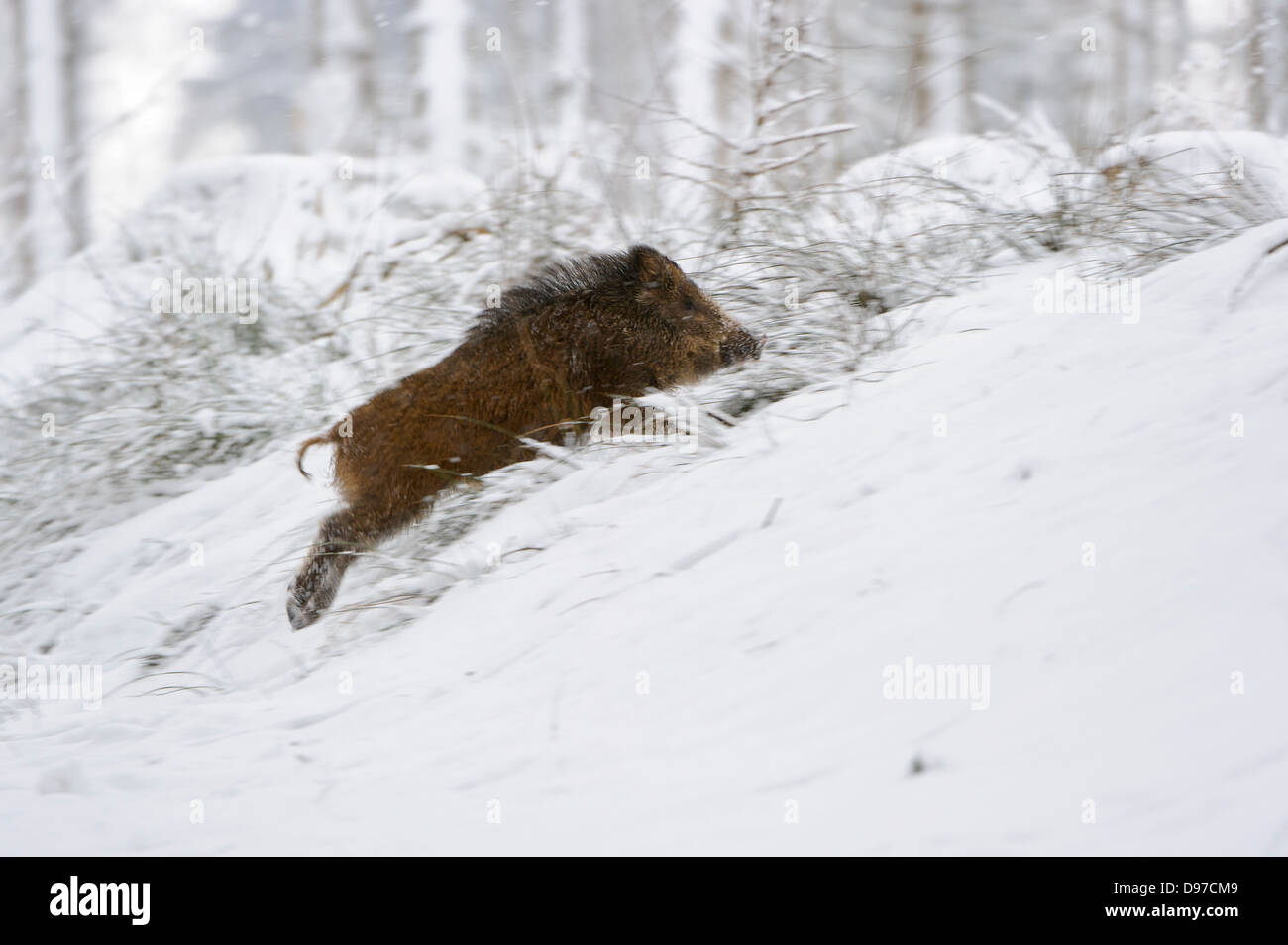 Wild boar, Sus scrofa, Wildschwein Stock Photo - Alamy