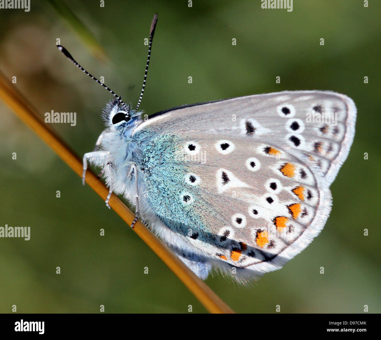 Detailed macro image of male Common Blue (Polyommatus icarus) butterfly ...