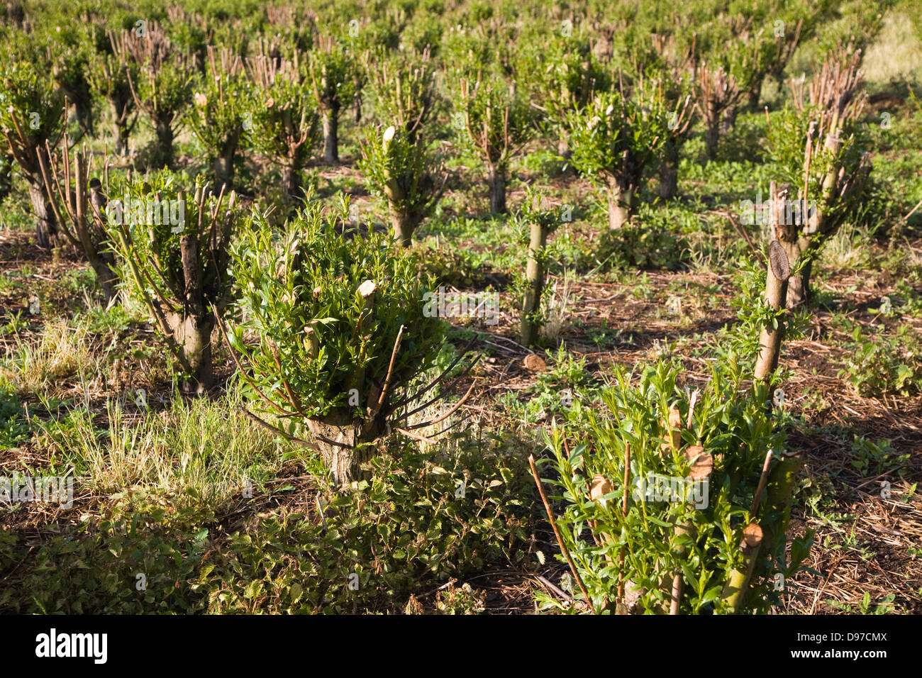 Cricket bat willow trees hi-res stock photography and images - Alamy