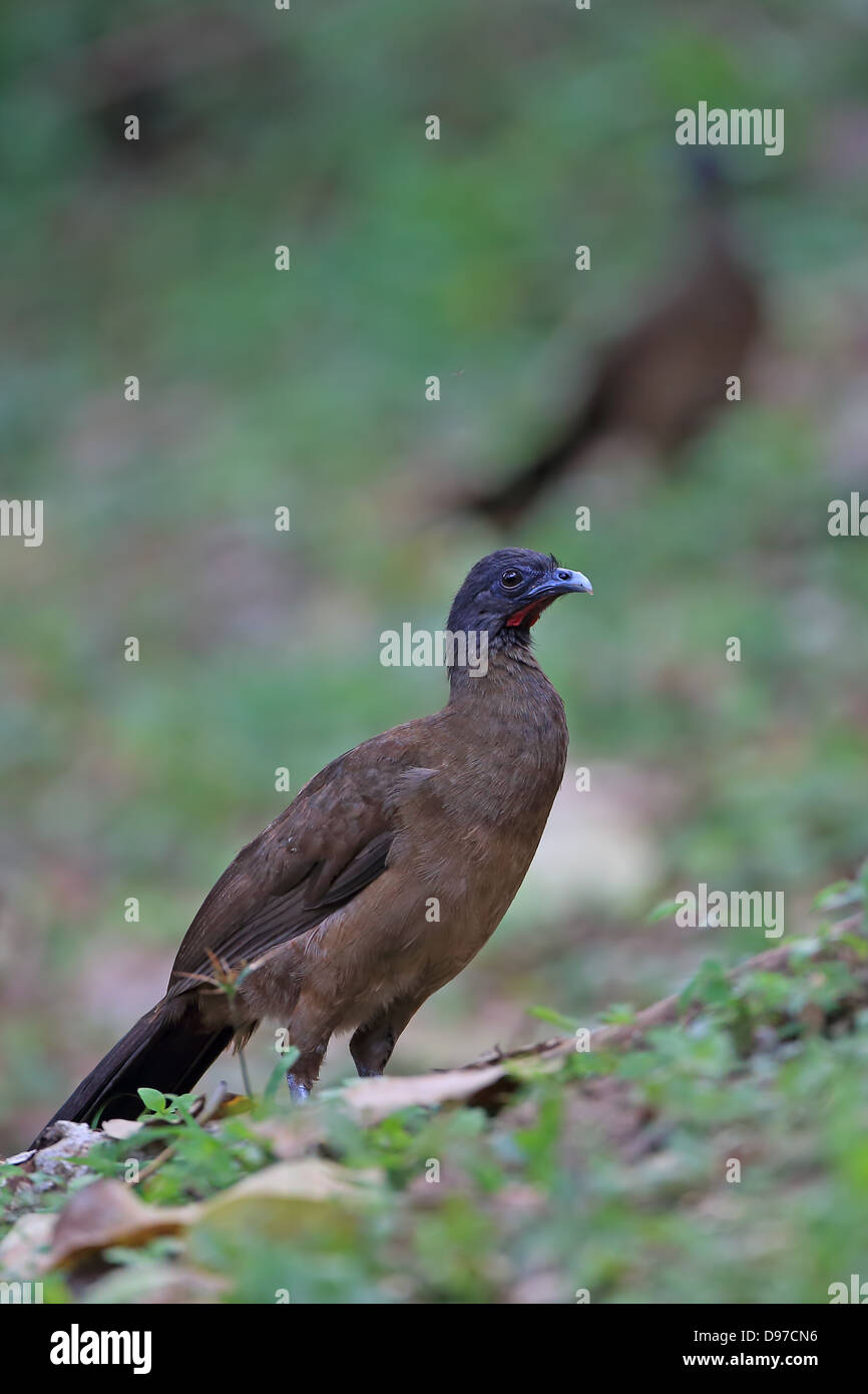 Rufous-vented Chachalaca (Ortalis ruficauda Stock Photo - Alamy