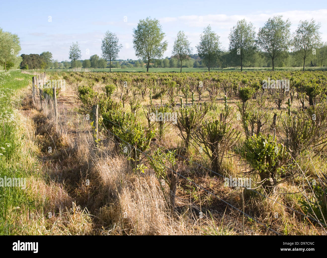 Cricket bat willow trees hi-res stock photography and images - Alamy