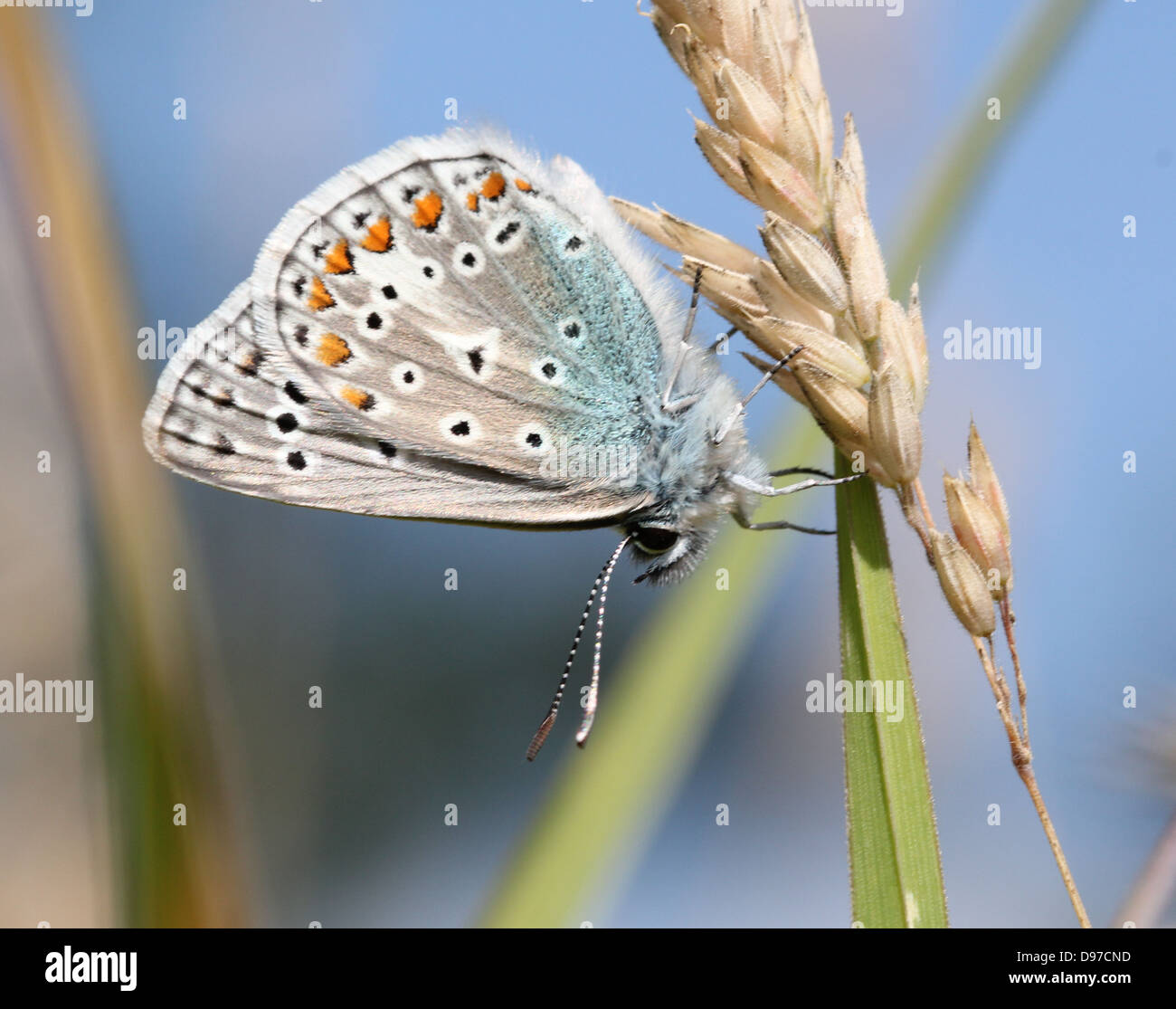 Detailed macro image of male Common Blue (Polyommatus icarus) butterfly ...