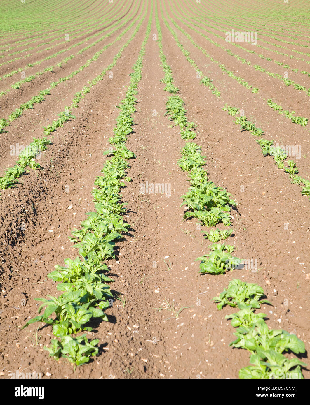 Lines of potato crop growing up a hillside, Bures, Essex, England Stock ...