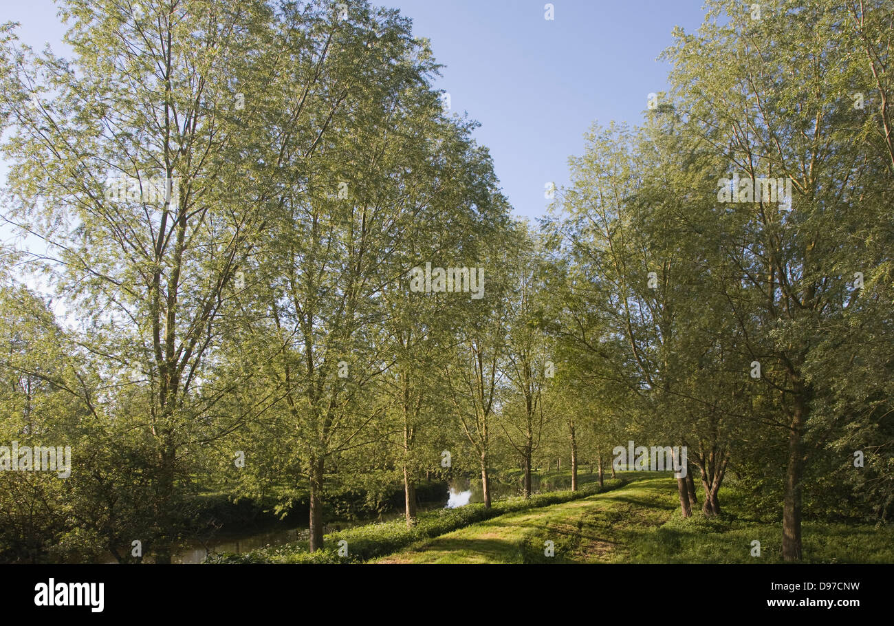 Cricket bat willow, Salix Alba Caerulea, on the banks of the River ...