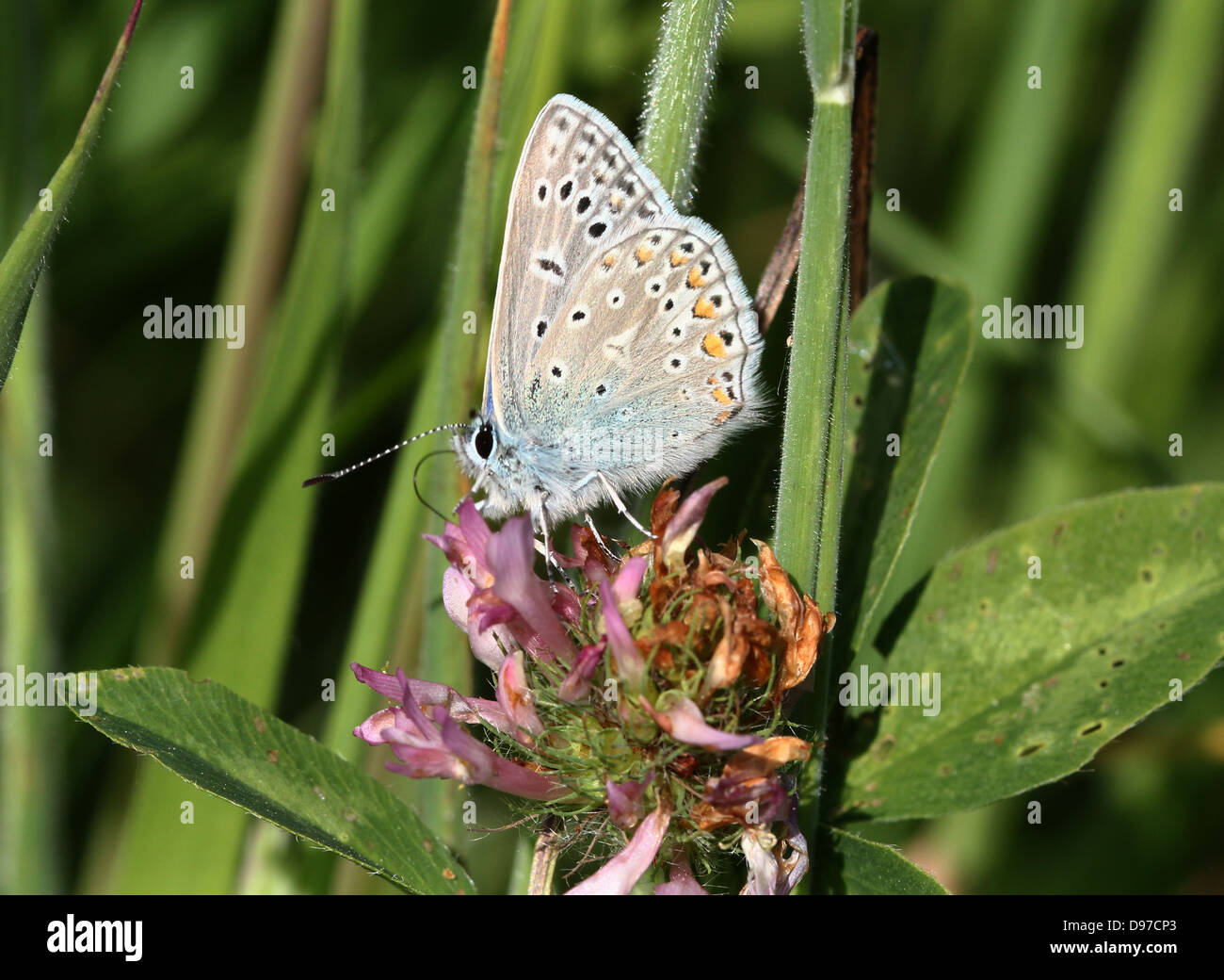 Detailed macro image of male Common Blue (Polyommatus icarus) butterfly ...