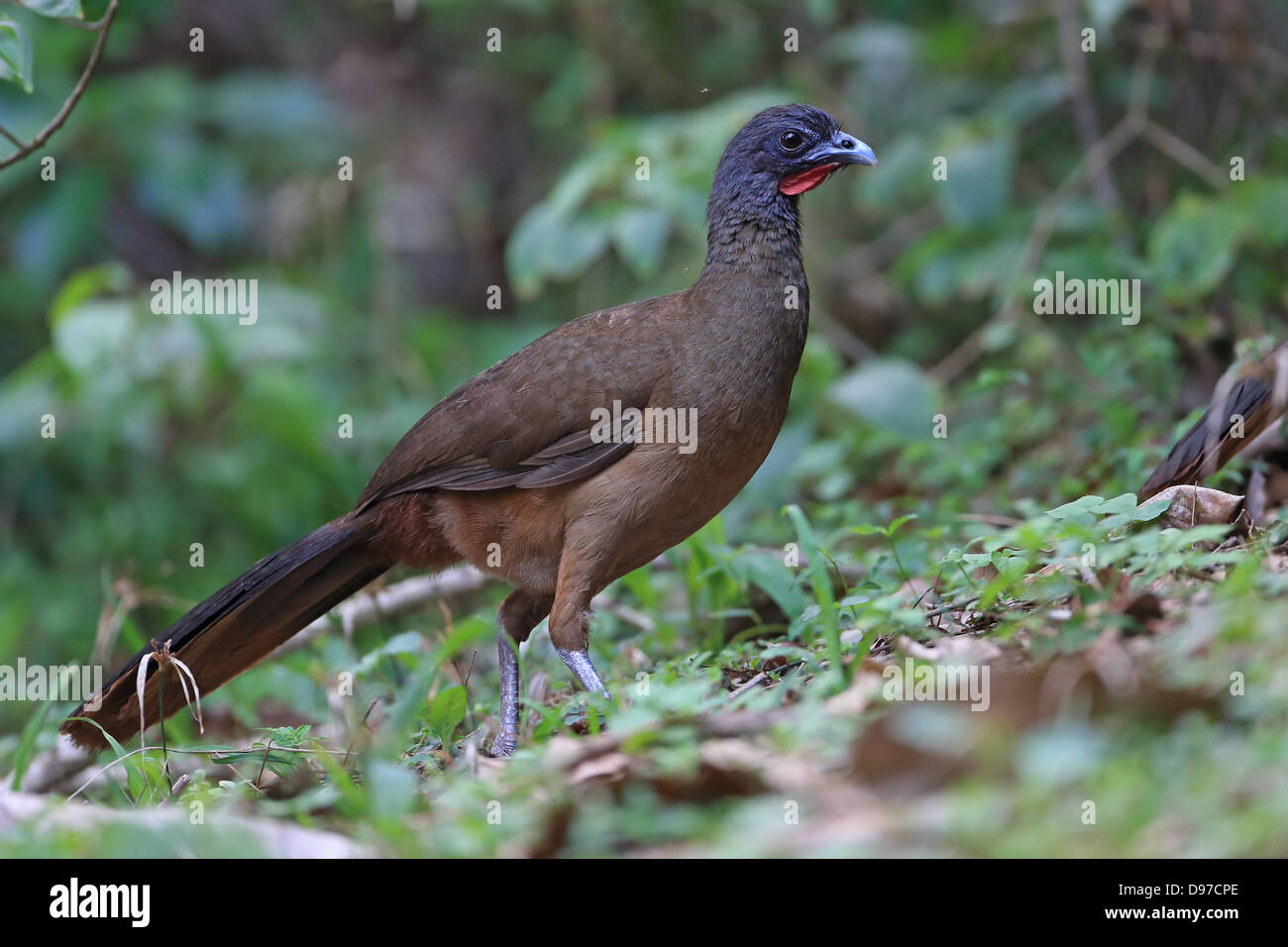 Rufous-vented Chachalaca (Ortalis ruficauda Stock Photo - Alamy