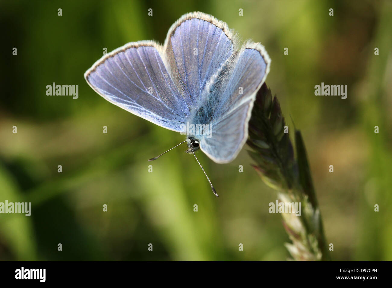 Detailed macro image of male Common Blue (Polyommatus icarus) butterfly ...