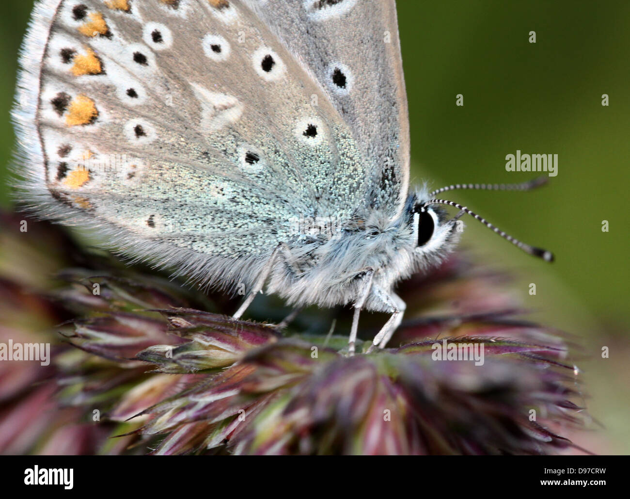 Detailed macro image of male Common Blue (Polyommatus icarus) butterfly ...