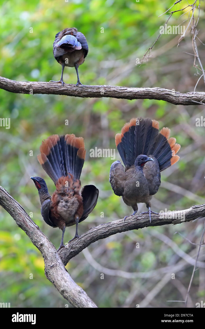 Rufous-vented Chachalaca (Ortalis ruficauda Stock Photo - Alamy