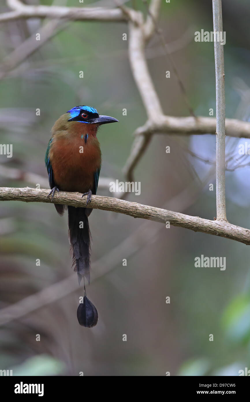 Trinidad Motmot (Momotus bahamensis Stock Photo - Alamy