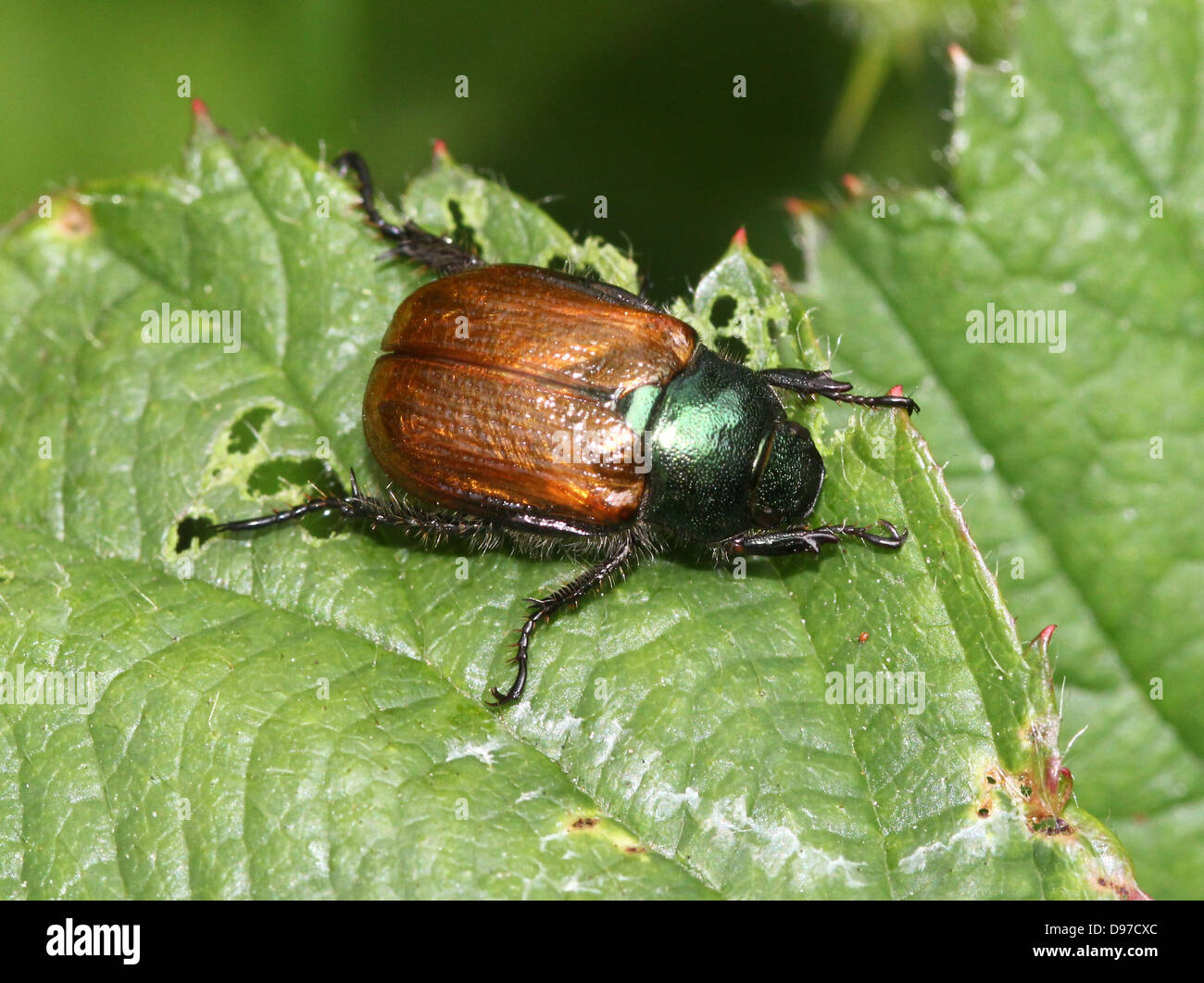 Anomala dubia hi-res stock photography and images - Alamy