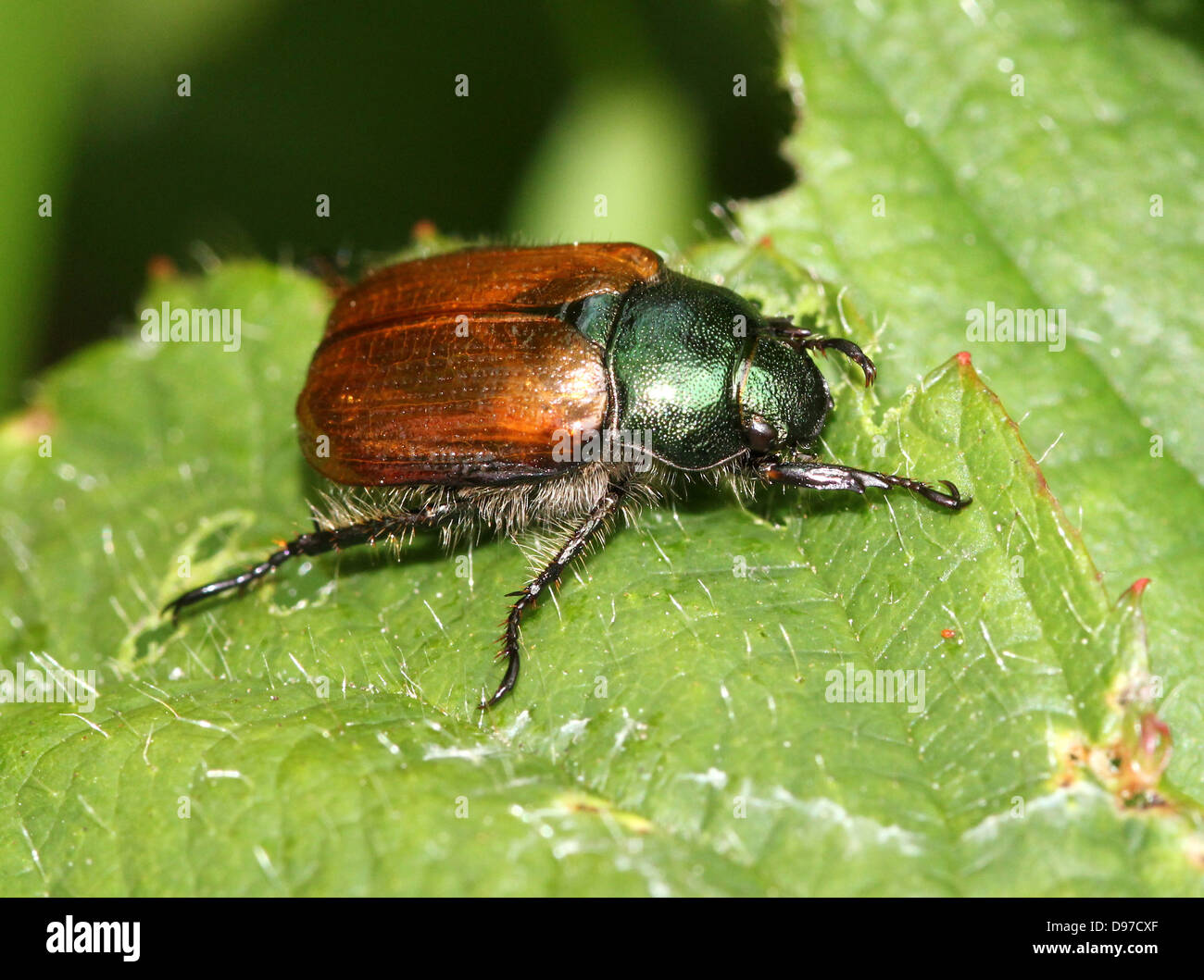 Anomala dubia hi-res stock photography and images - Alamy