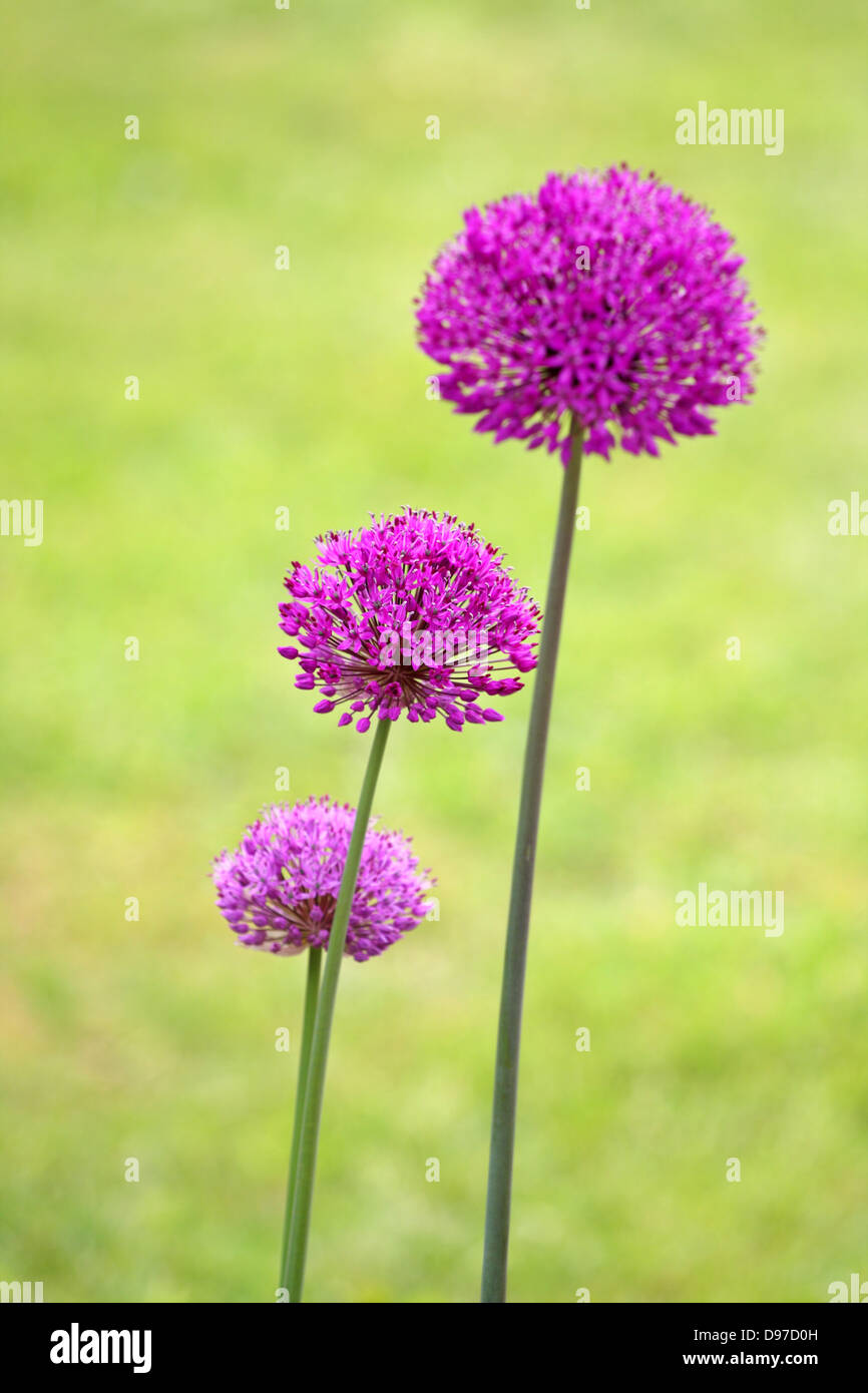 beautiful allium flowers in garden setting, focus on central flower ...