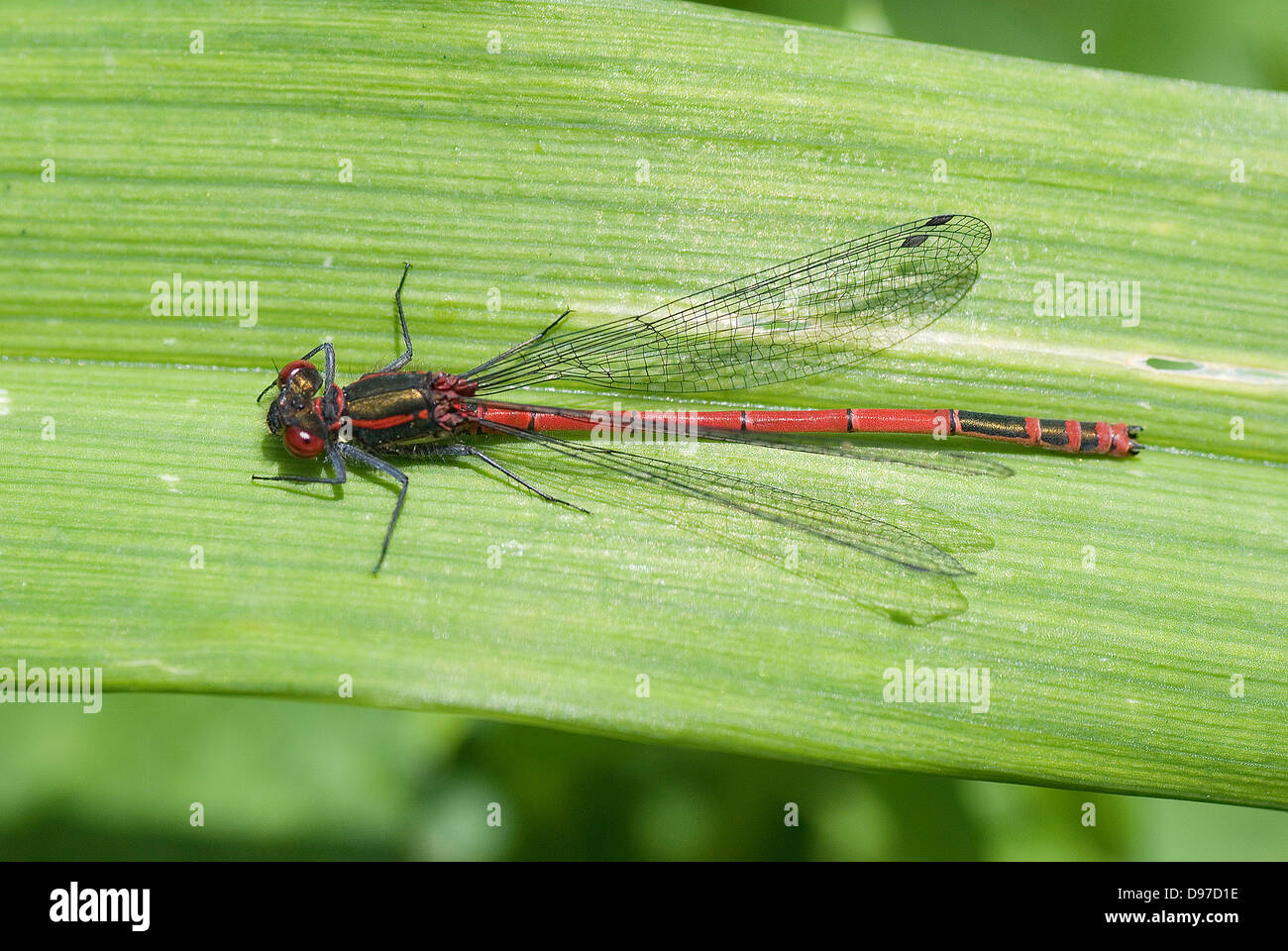 Large Red Damsel Fly Stock Photo - Alamy
